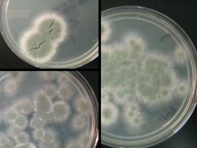 Mold Information Slideshow | US EPA