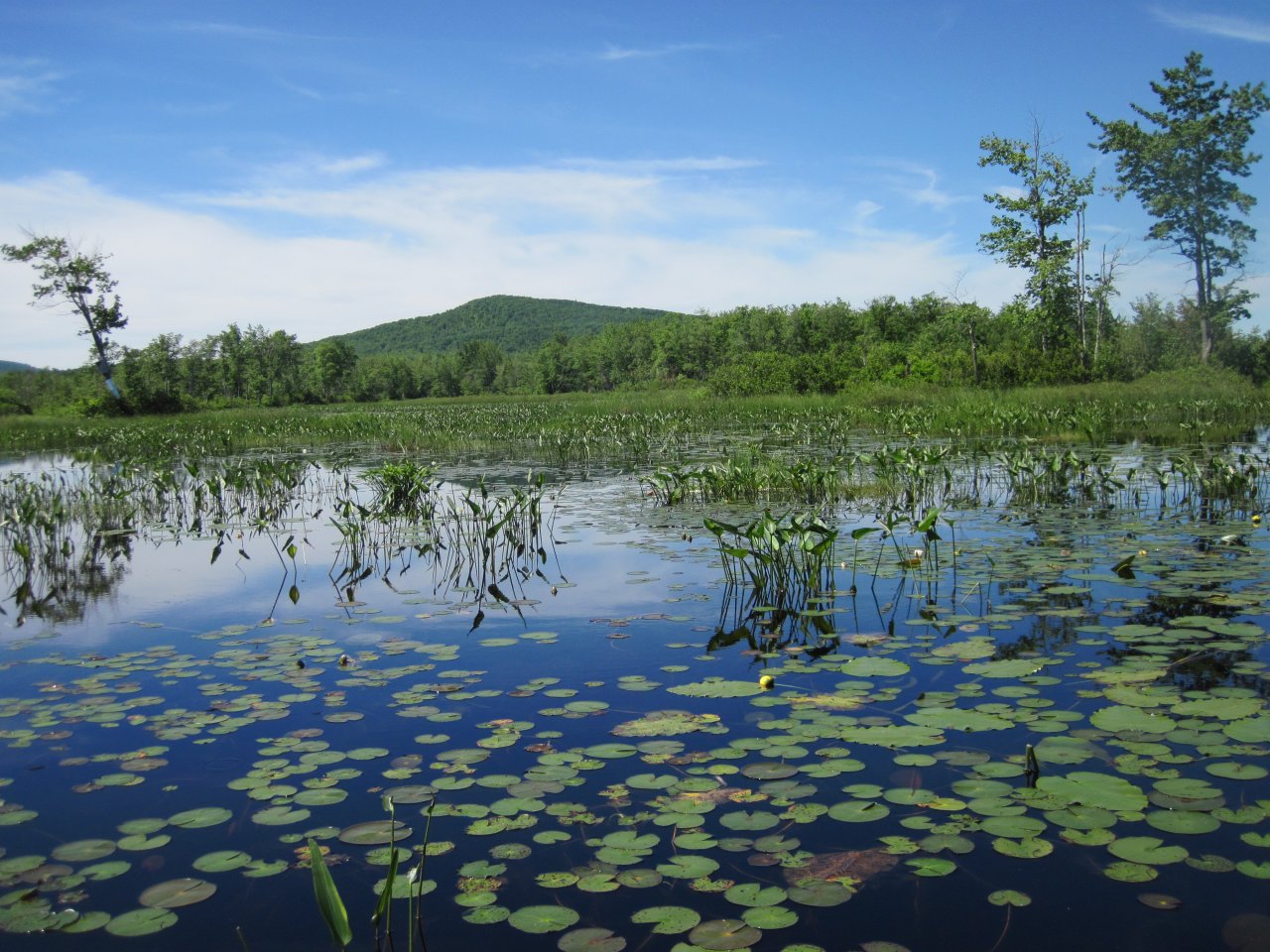 Armed to Secure Wetlands: New Hampshire's Aquatic Resource Mitigation ...