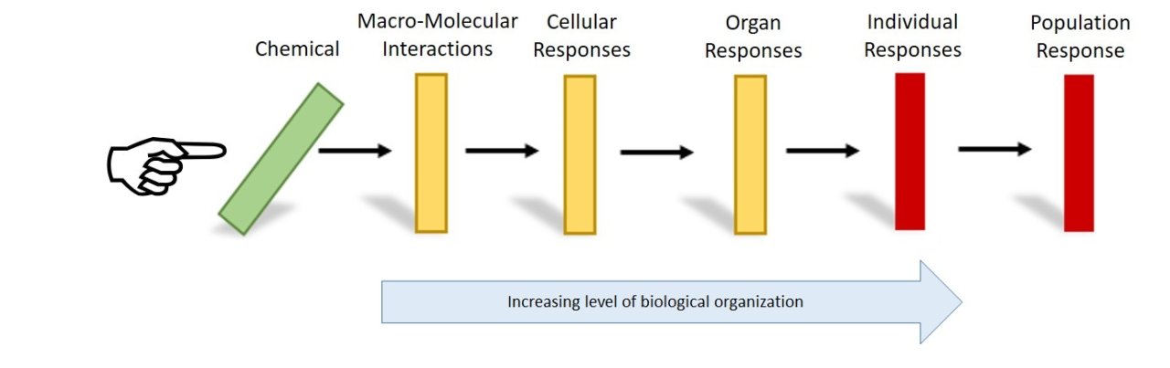 Adverse Outcome Pathways | US EPA