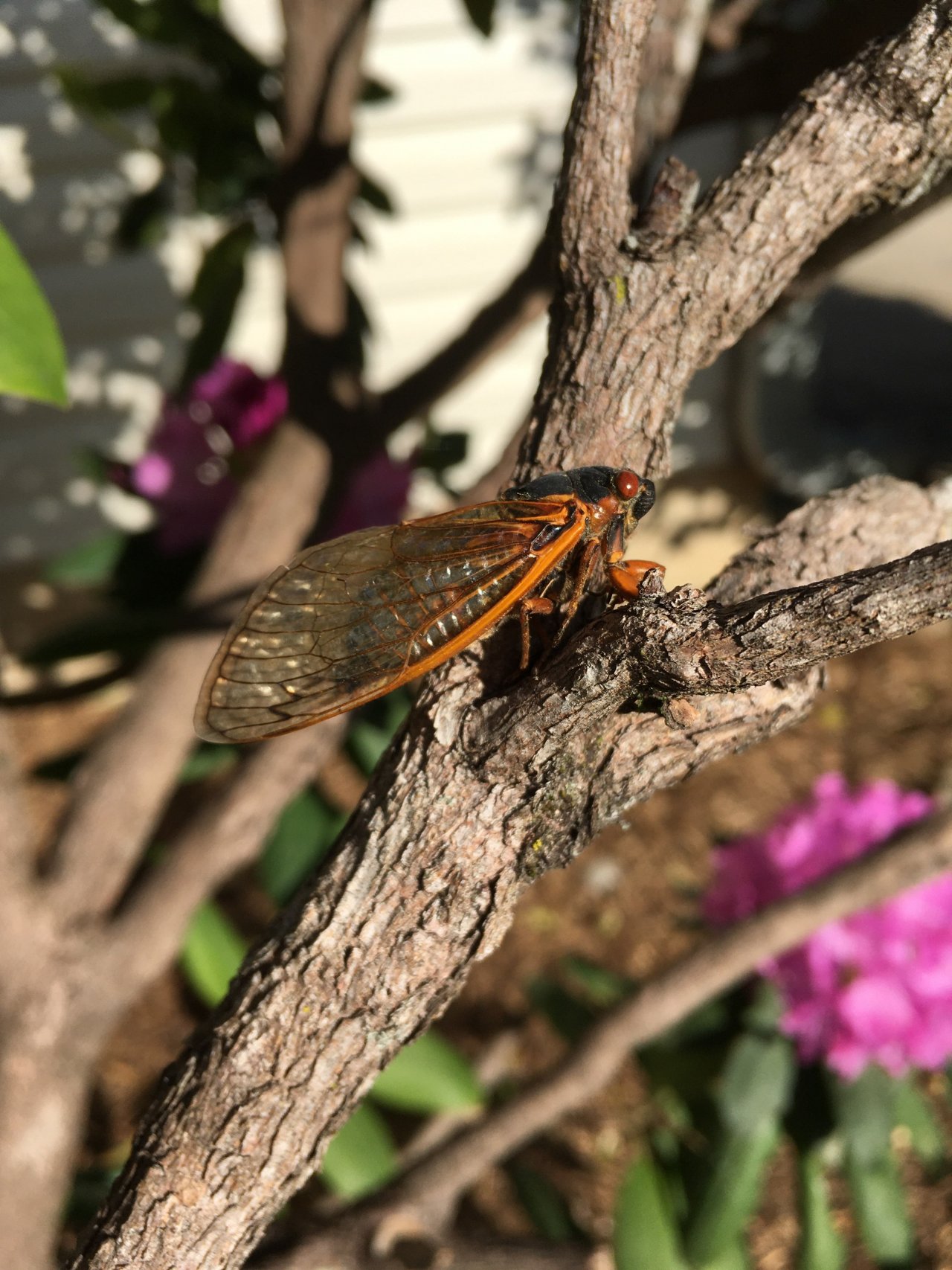 Cicadas | US EPA