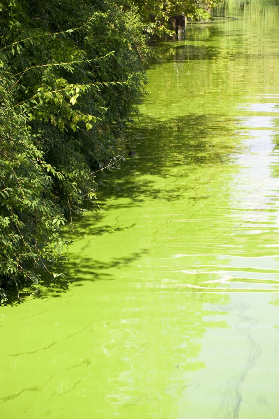 Climate Adaptation and Harmful Algal Blooms | US EPA