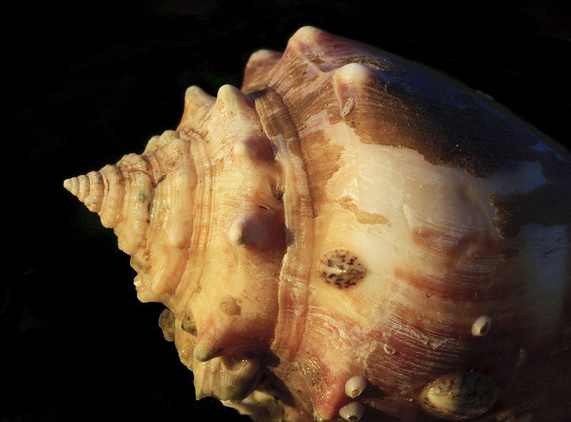 Effects of Ocean and Coastal Acidification on Marine Life | US EPA