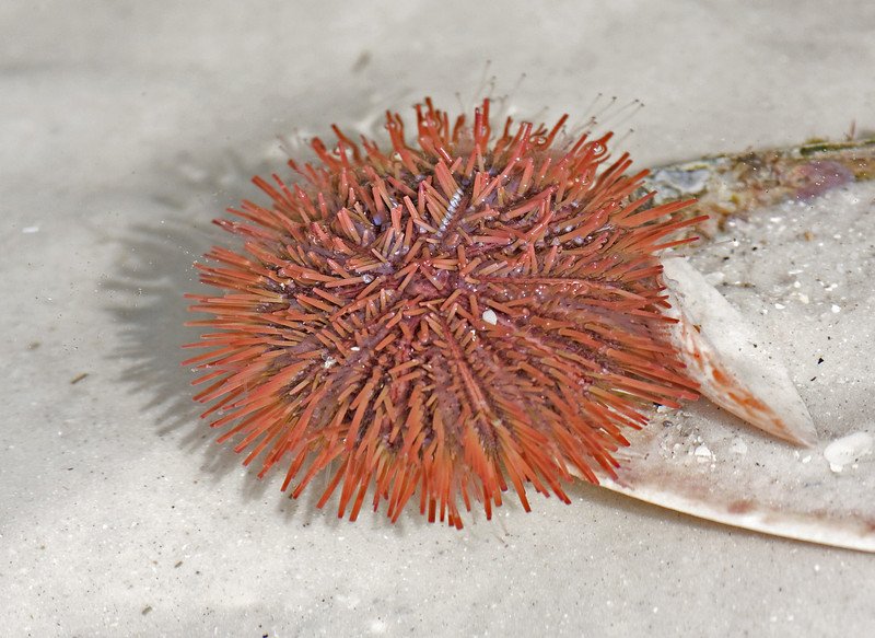 Effects of Ocean and Coastal Acidification on Marine Life | US EPA