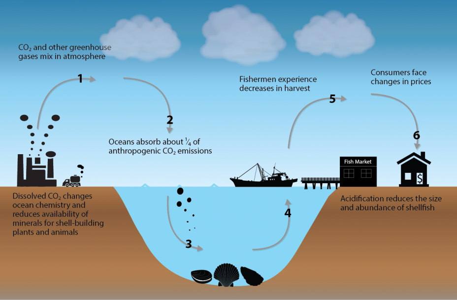 Effects of Ocean and Coastal Acidification on Ecosystems | US EPA