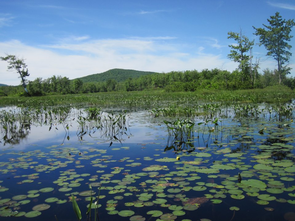 Armed to Secure Wetlands: New Hampshire's Aquatic Resource Mitigation ...