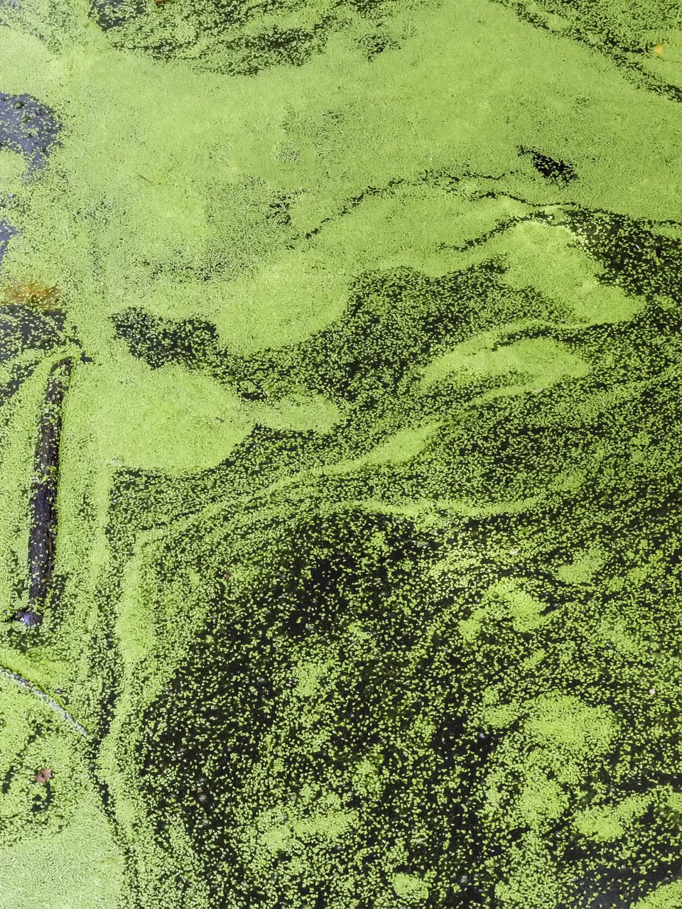 The One Health Approach to Harmful Algal Blooms | US EPA