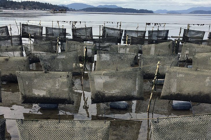 Shellfish Harvesting | US EPA