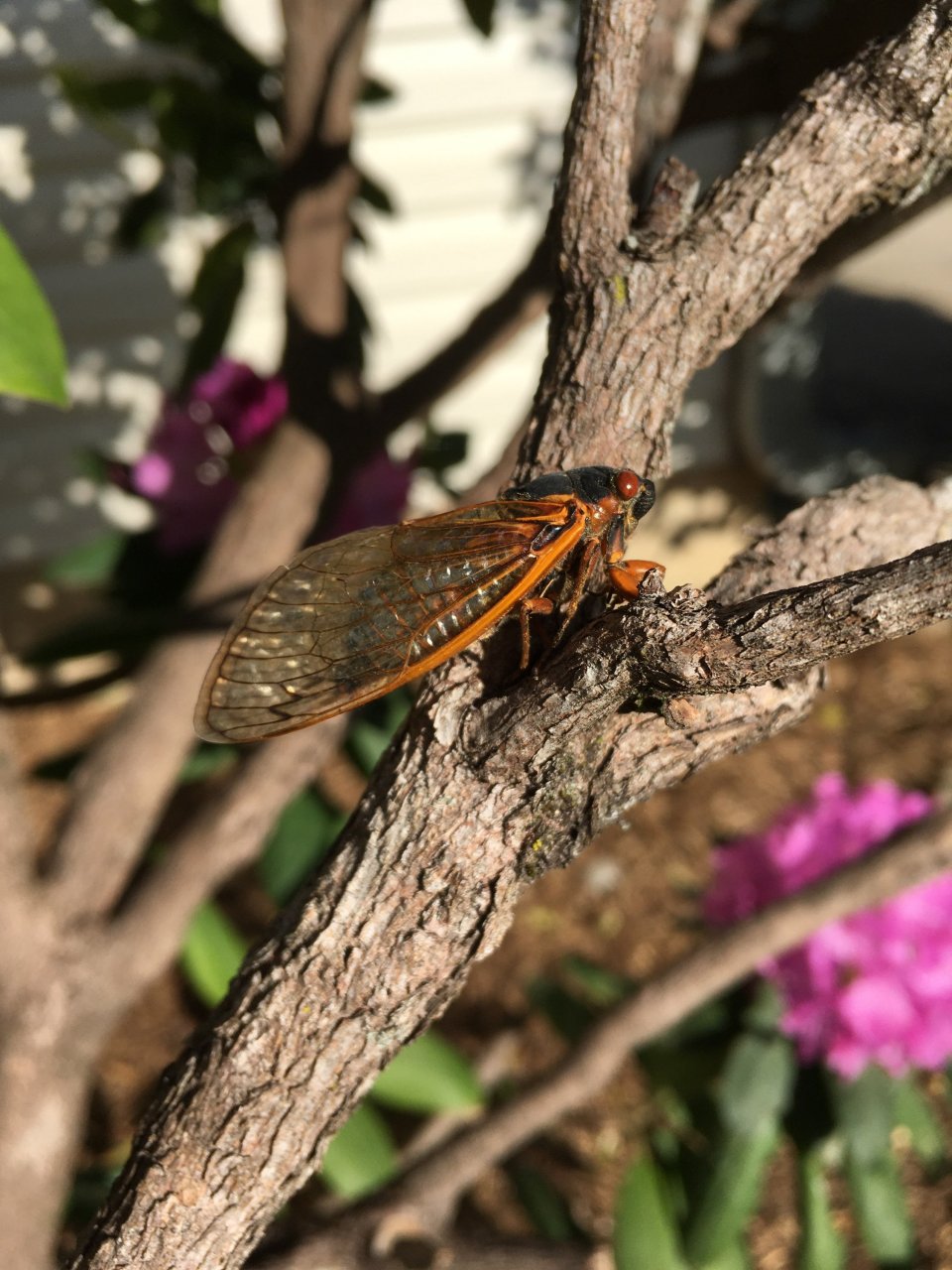 Cicadas | US EPA