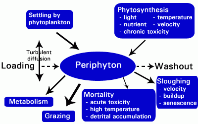 Modeling Periphyton with AQUATOX | US EPA