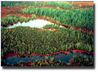 Classification and Types of Wetlands | US EPA