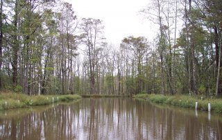 Hydrologic Restoration and Vegetative Planting in the Des Allemands ...