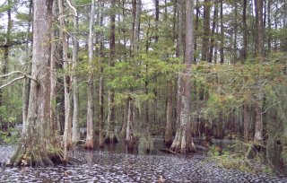 Hydrologic Restoration and Vegetative Planting in the Des Allemands ...