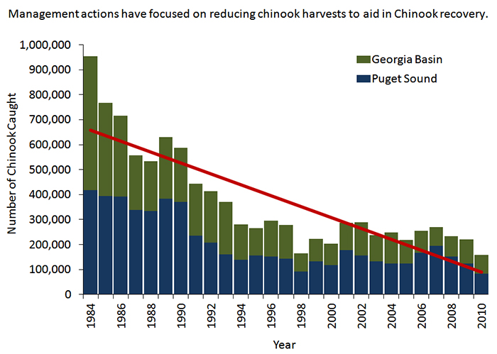Chinook Salmon | Health of the Salish Sea Ecosystem Report | US EPA