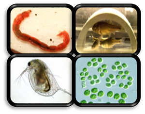 EcoTox TARGET Challenge | Innovation at EPA | US EPA