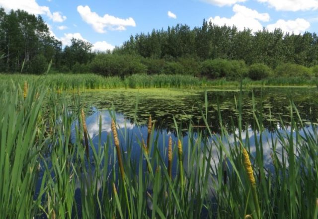 Ohio Uses Wetlands Program Development Grants to Protect Wetlands ...