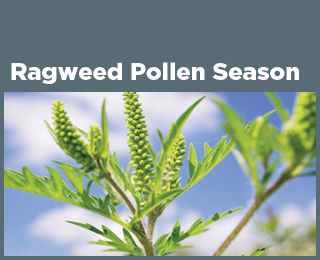 Climate Change Indicators: Ragweed Pollen Season | Climate Change ...