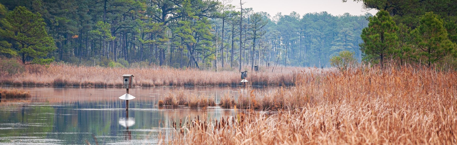 Wetlands Protection and Restoration | US EPA