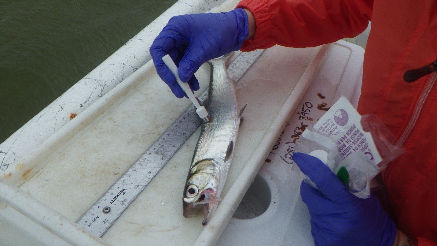 Indicators: Fish Fillet Tissue Contaminants | US EPA