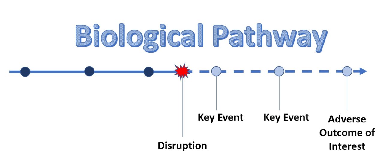Adverse Outcome Pathways | US EPA
