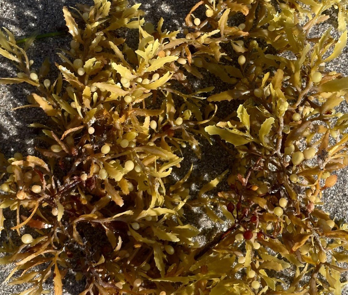 Basic Information on Sargassum | US EPA