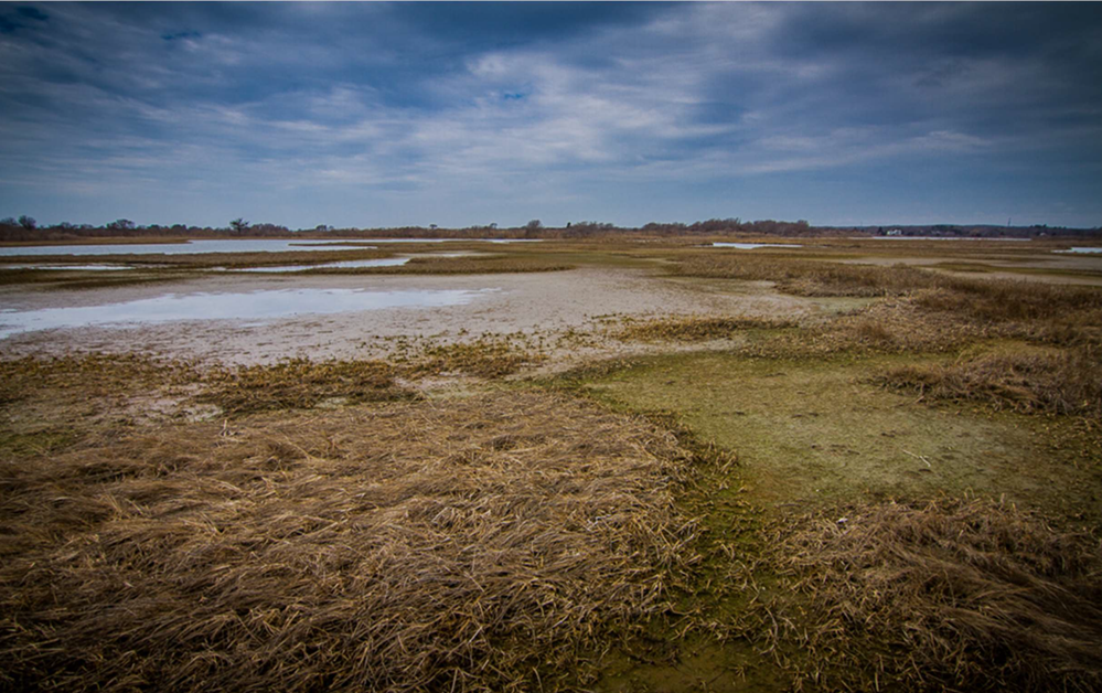 Example - Salt Marsh | US EPA