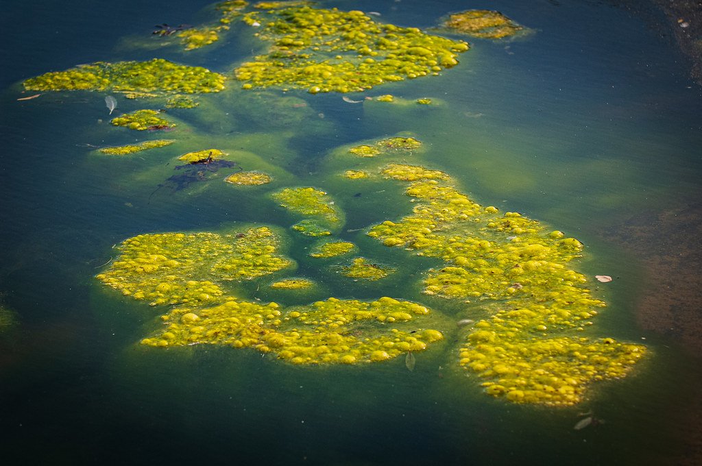 PIPs: Harmful Algal Blooms and Satellites | US EPA