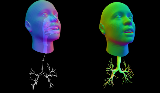 Human Respiratory System Model | US EPA