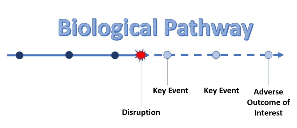 Adverse Outcome Pathways | US EPA