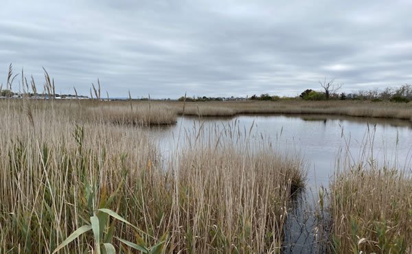 R1 Success Story: Belle Isle Salt Marsh, Boston, Mass. | US EPA