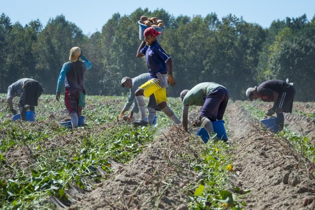 Recognizing and Celebrating Farmworkers During National Farmworker ...