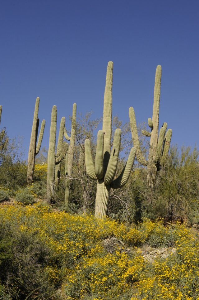 Climate Change Connections: Arizona (Saguaro Cactus) | US EPA
