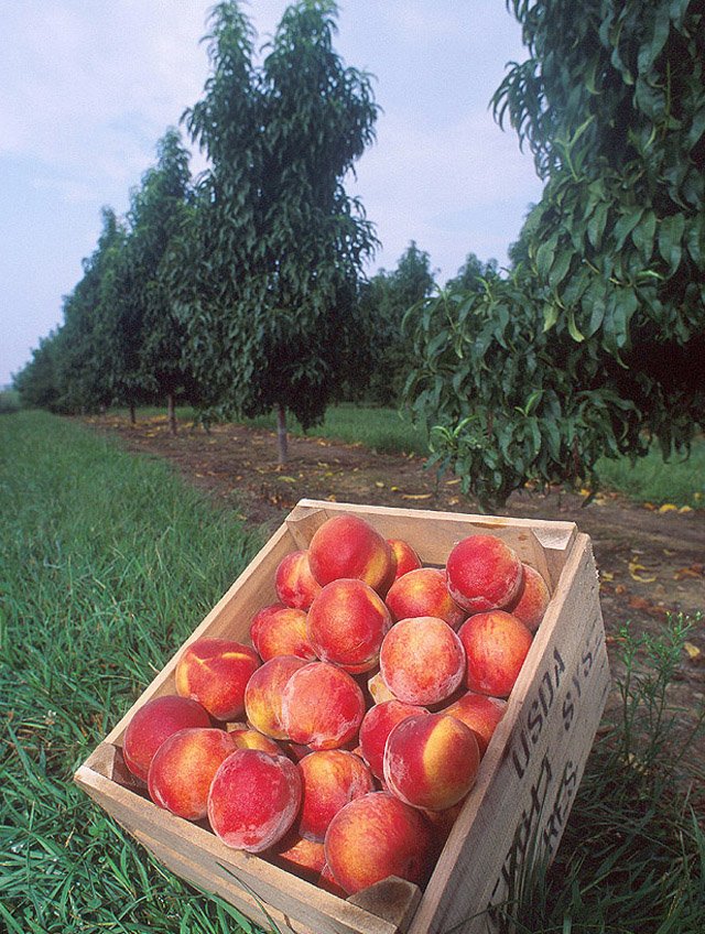 Climate Change Connections: Georgia (Peaches) | US EPA