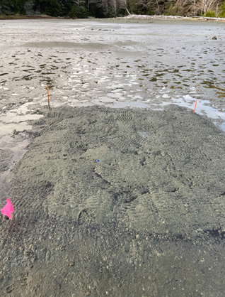 EPA Research in the Field: Cleaning up the Muck at Salt Chuck | US EPA